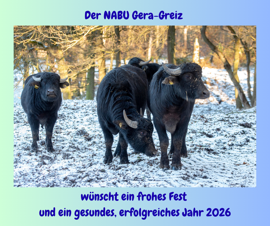 Frohes Fest Und Guten Rutsch