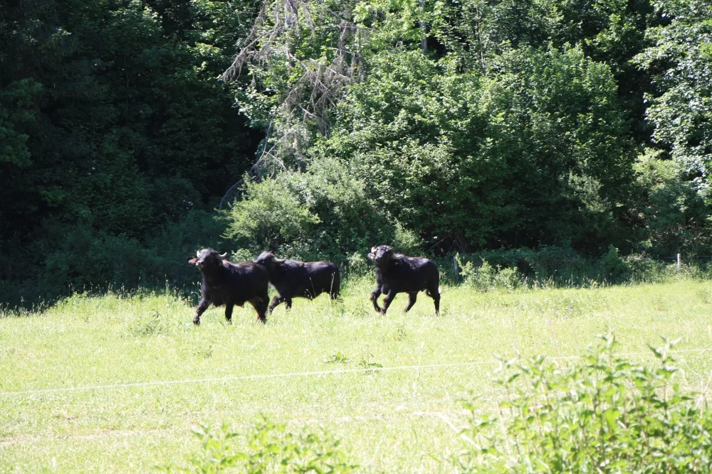 🌿 Exkursion zu den „Wilden Weiden“ im Landkreis Greiz – NABU Gera-Greiz ...