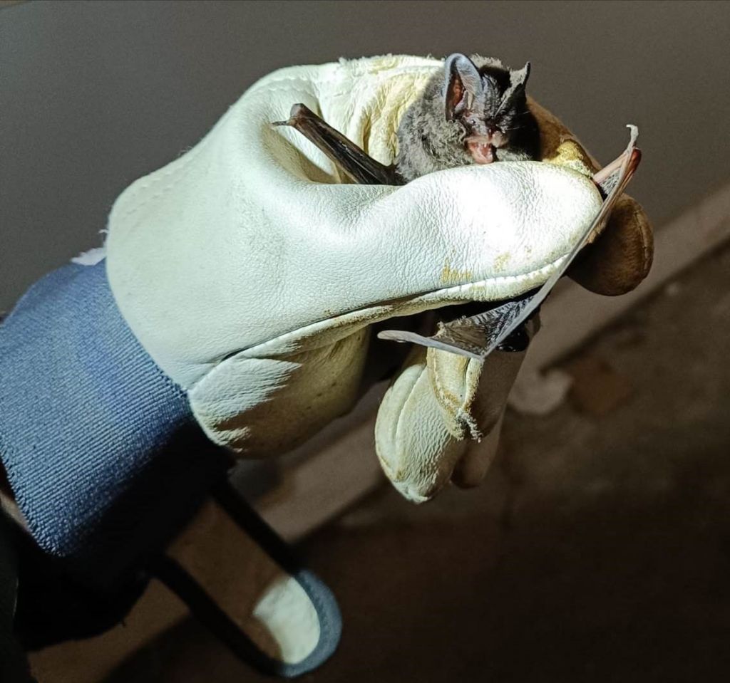 Fledermaus in Not – NABU Gera-Greiz e.V.