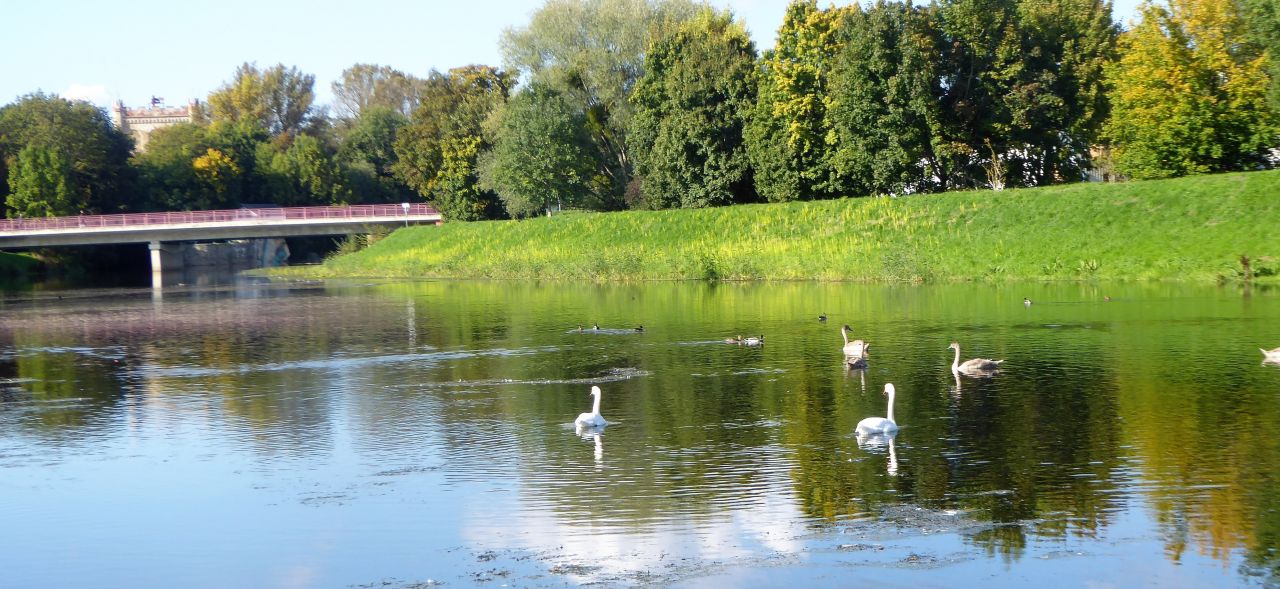Wasservögel an der Elster – NABU Gera-Greiz e.V.